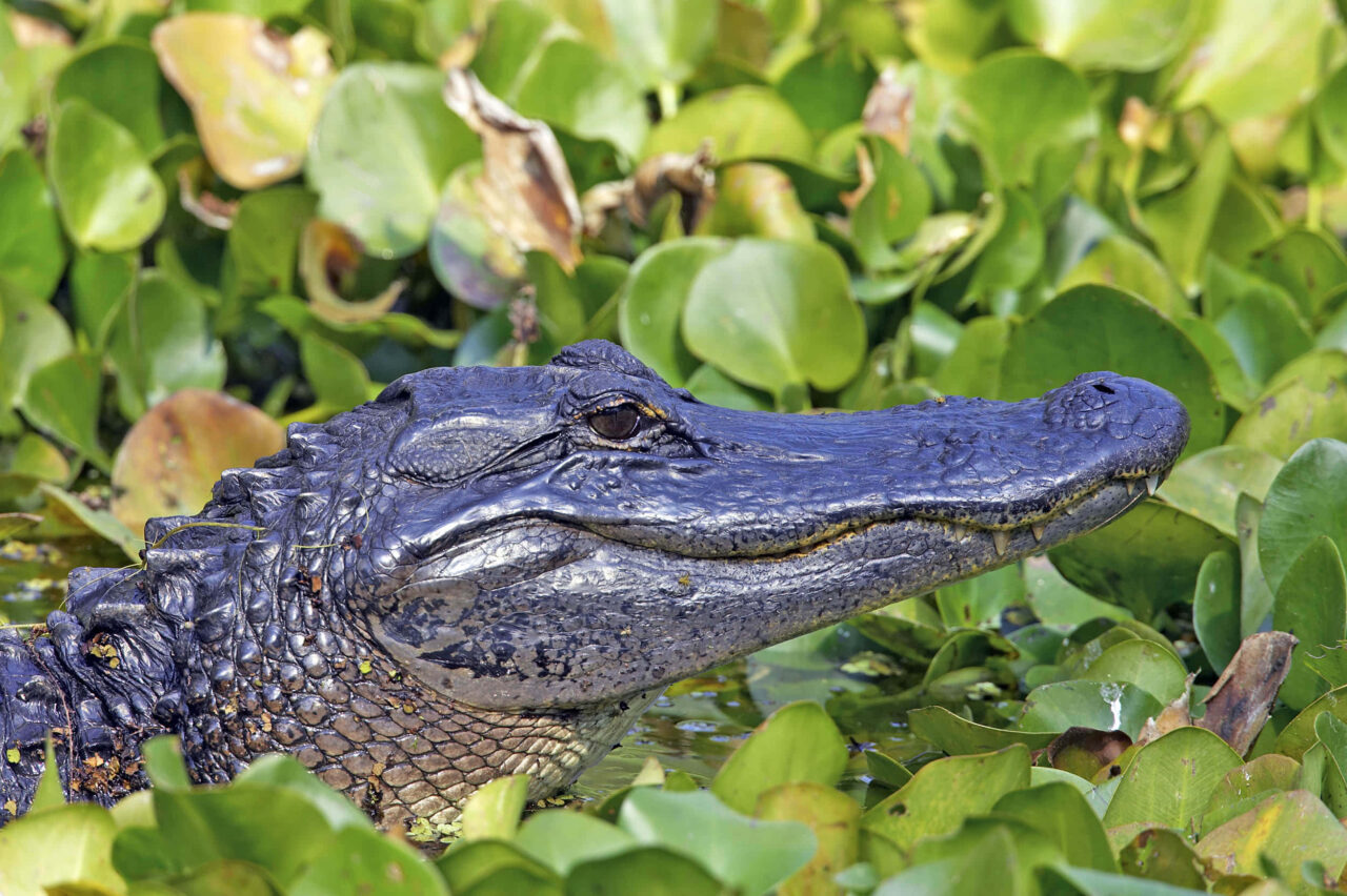 Majestic Alligator Among Greenery Wallpaper | Background FREE Download ...