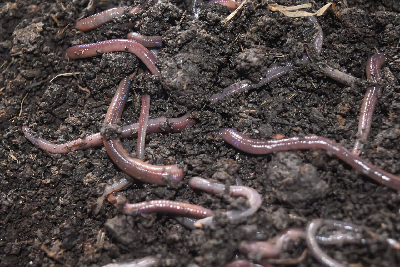 Earthworms in Rich Soil Healthy Ecosystem Decomposition Wallpaper ...