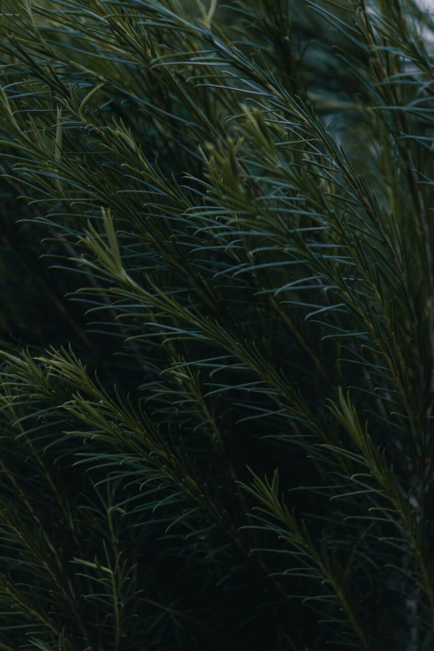 Intricate Greenery Textures Natural Wallpaper | Background FREE ...