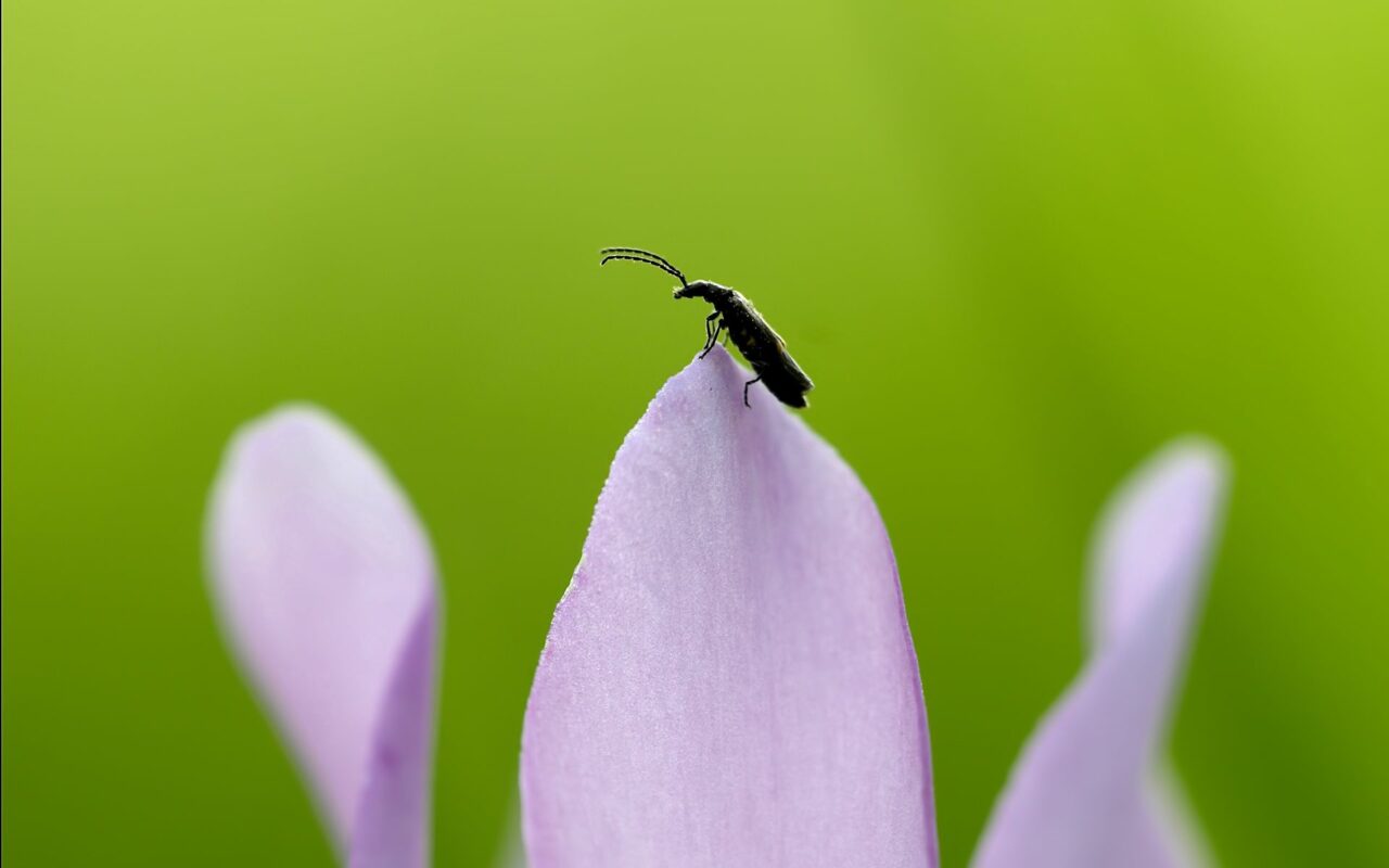 Delicate Insect on Purple Petal Nature Wallpaper | Background FREE ...