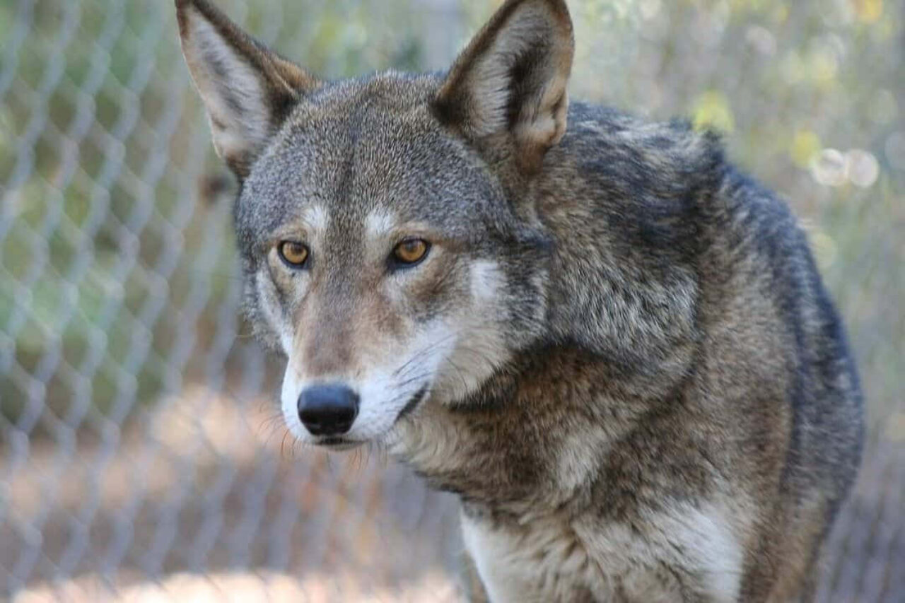 Red Wolf Intense Gaze Wallpaper | Background FREE Download - Vulplex.com