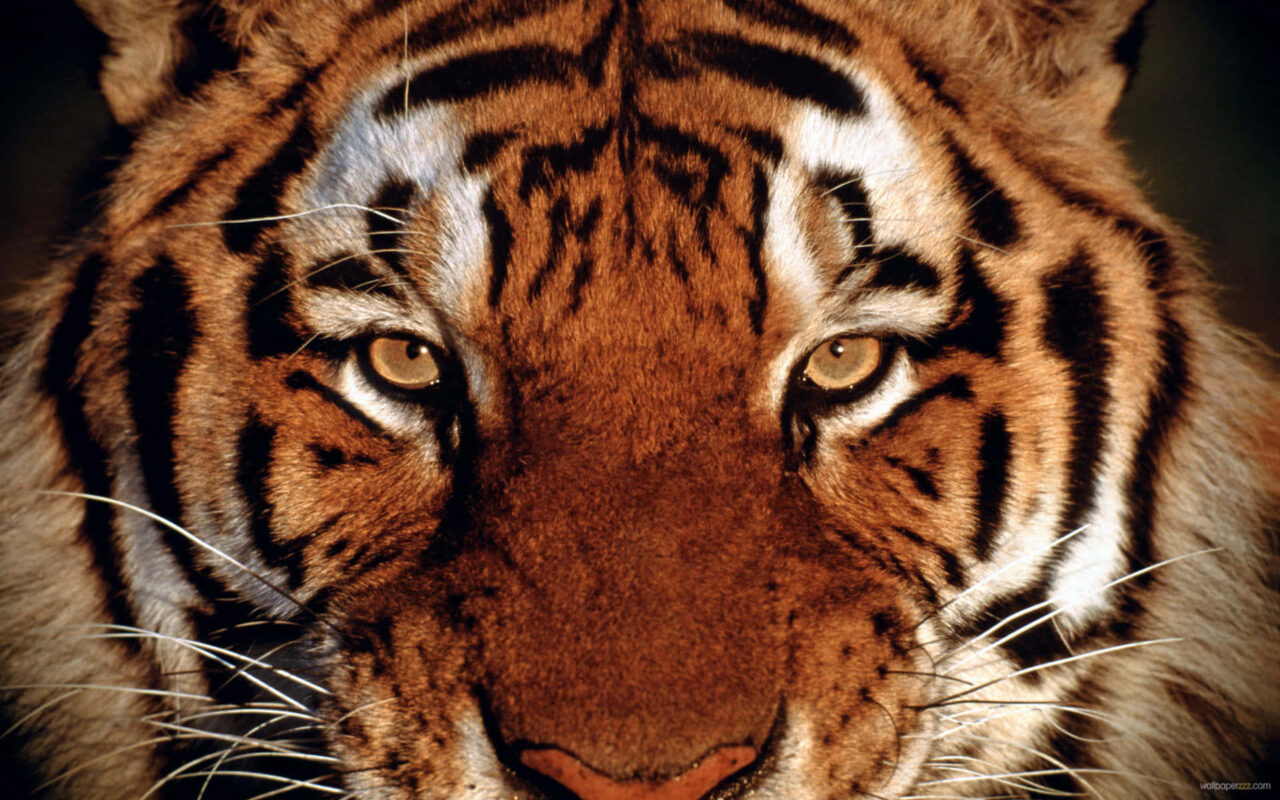 Majestic Tiger Eyes Close-Up Wallpaper | Background FREE Download ...