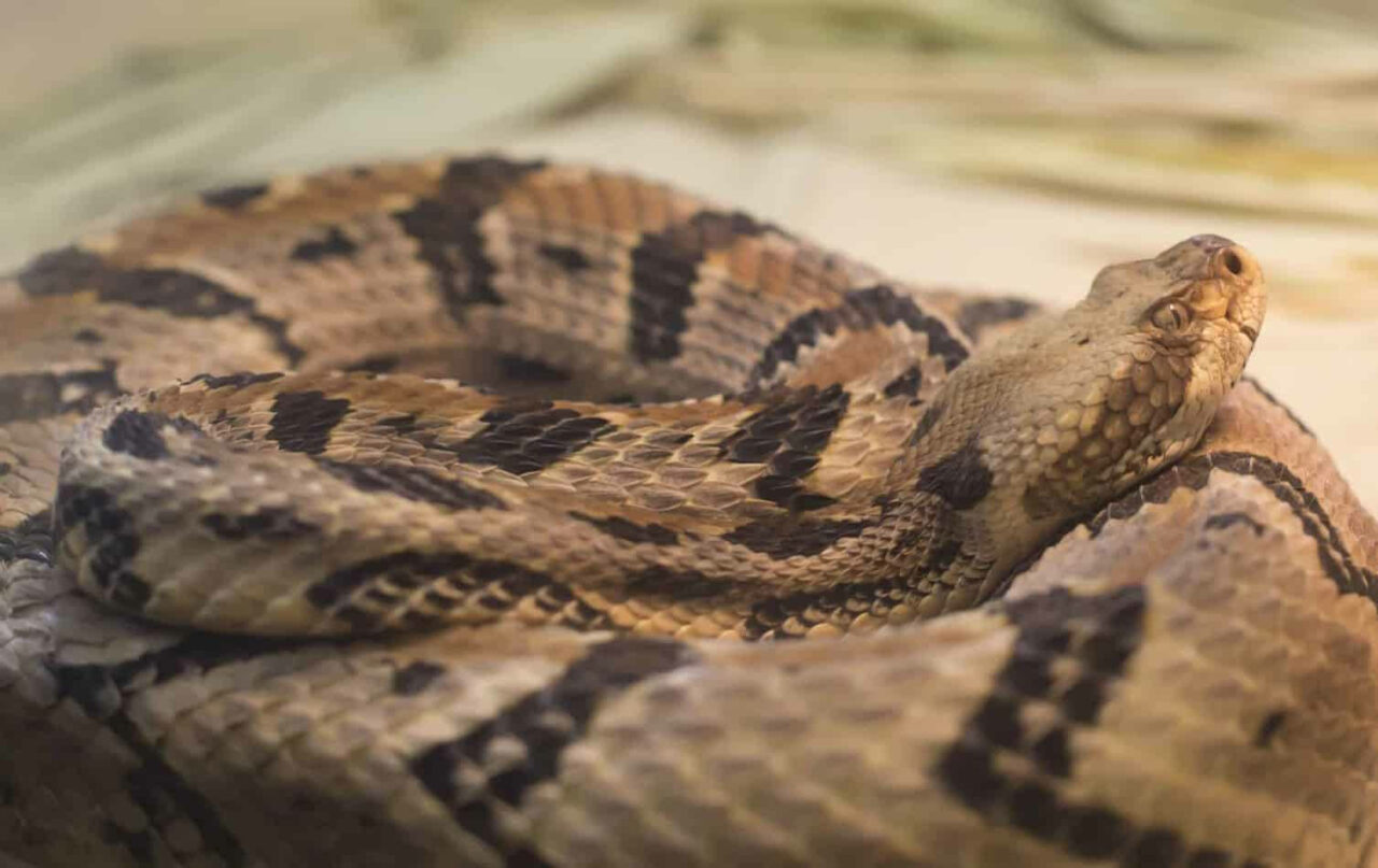 Intricate Scales of a Timber Rattlesnake Wallpaper | Background FREE ...
