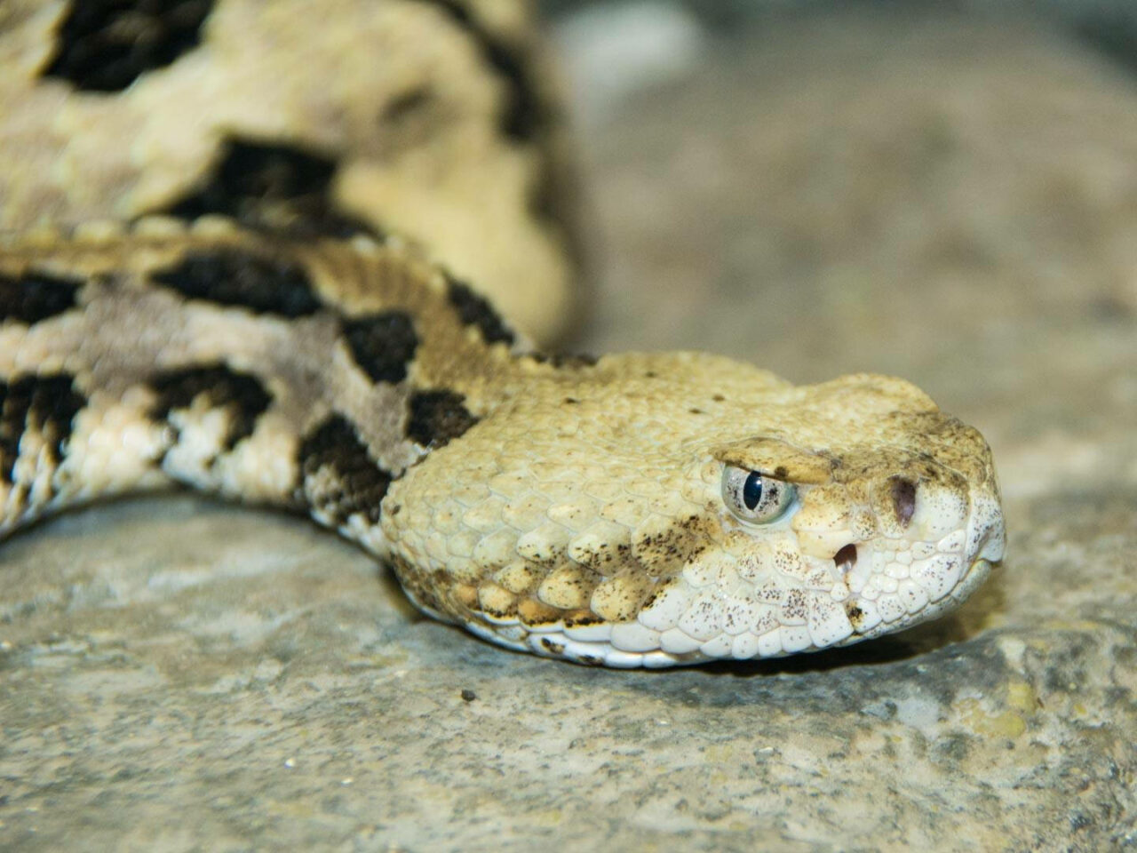 Intricate Scales of the Yellow Timber Rattler Wallpaper | Background ...