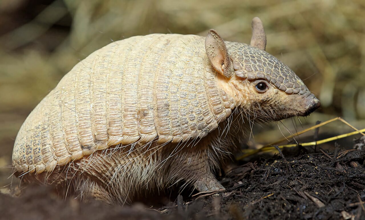 Armadillo Close-Up Armor and Habitat Natural Wallpaper | Background ...