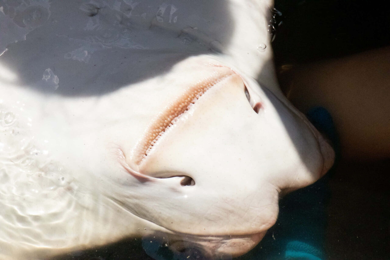 Cownose Ray Closeup Detailed Marine Life Wallpaper | Background FREE ...