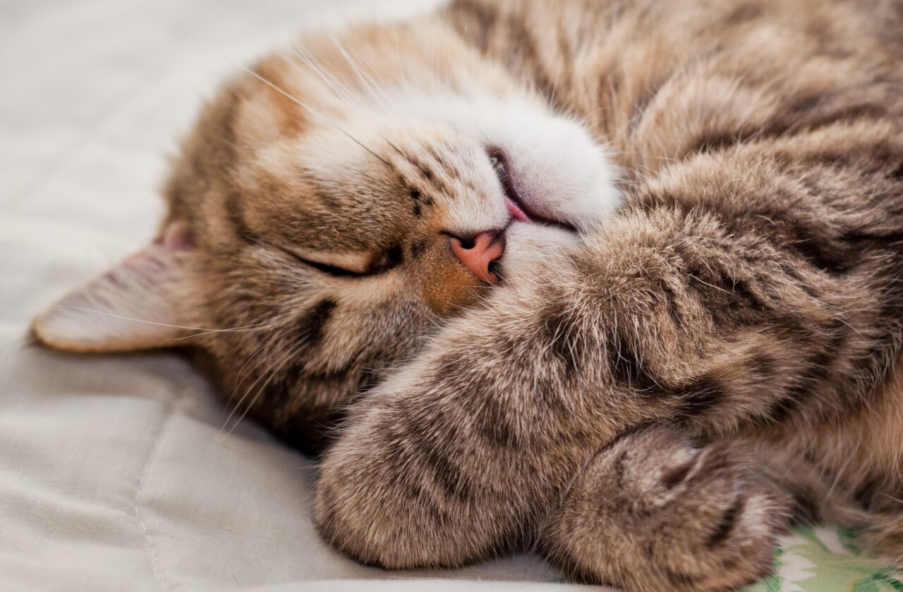 Serene Fluffy Cat Nap Wallpaper | Background FREE Download - Vulplex.com