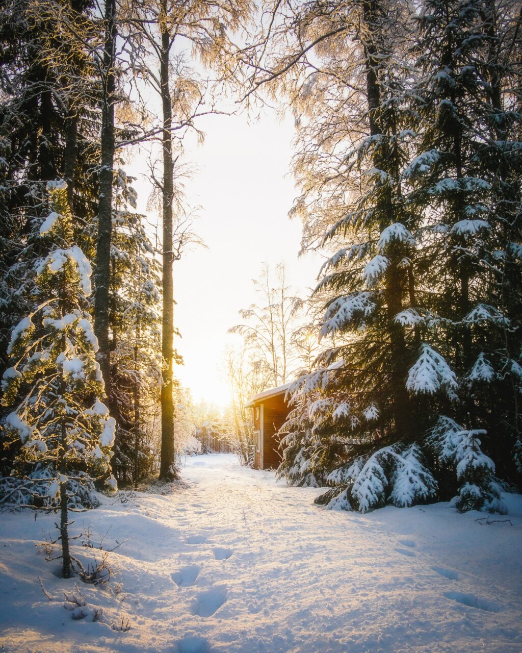 Cozy Winter Forest Cabin with Sunlight Snow Wallpaper | Background FREE ...