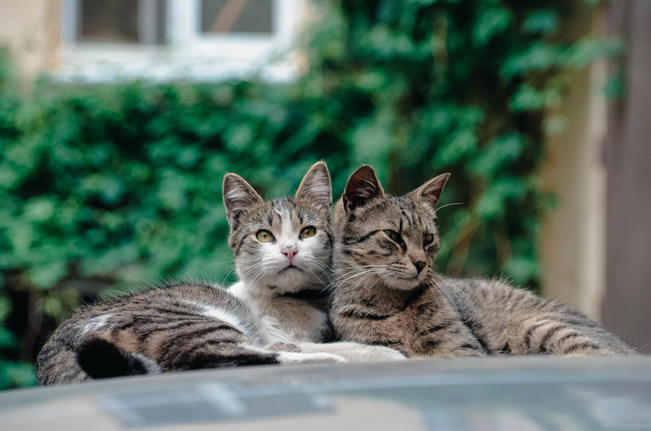 Cozy Cats in a Leafy Dream Wallpaper | Background FREE Download ...