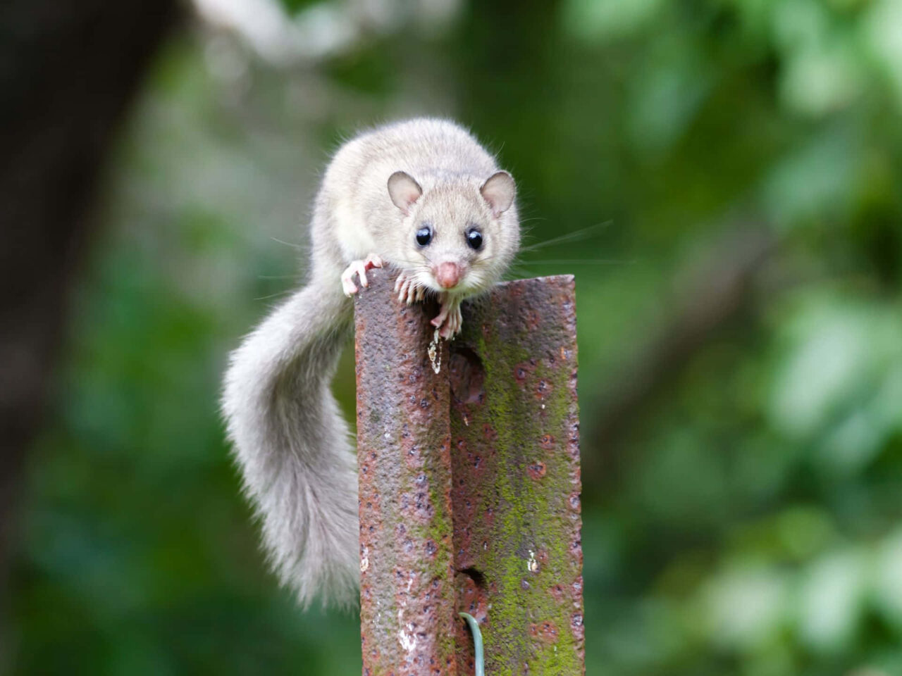 Curious Dormouse on Rusted Post Natural Wildlife Wallpaper | Background ...