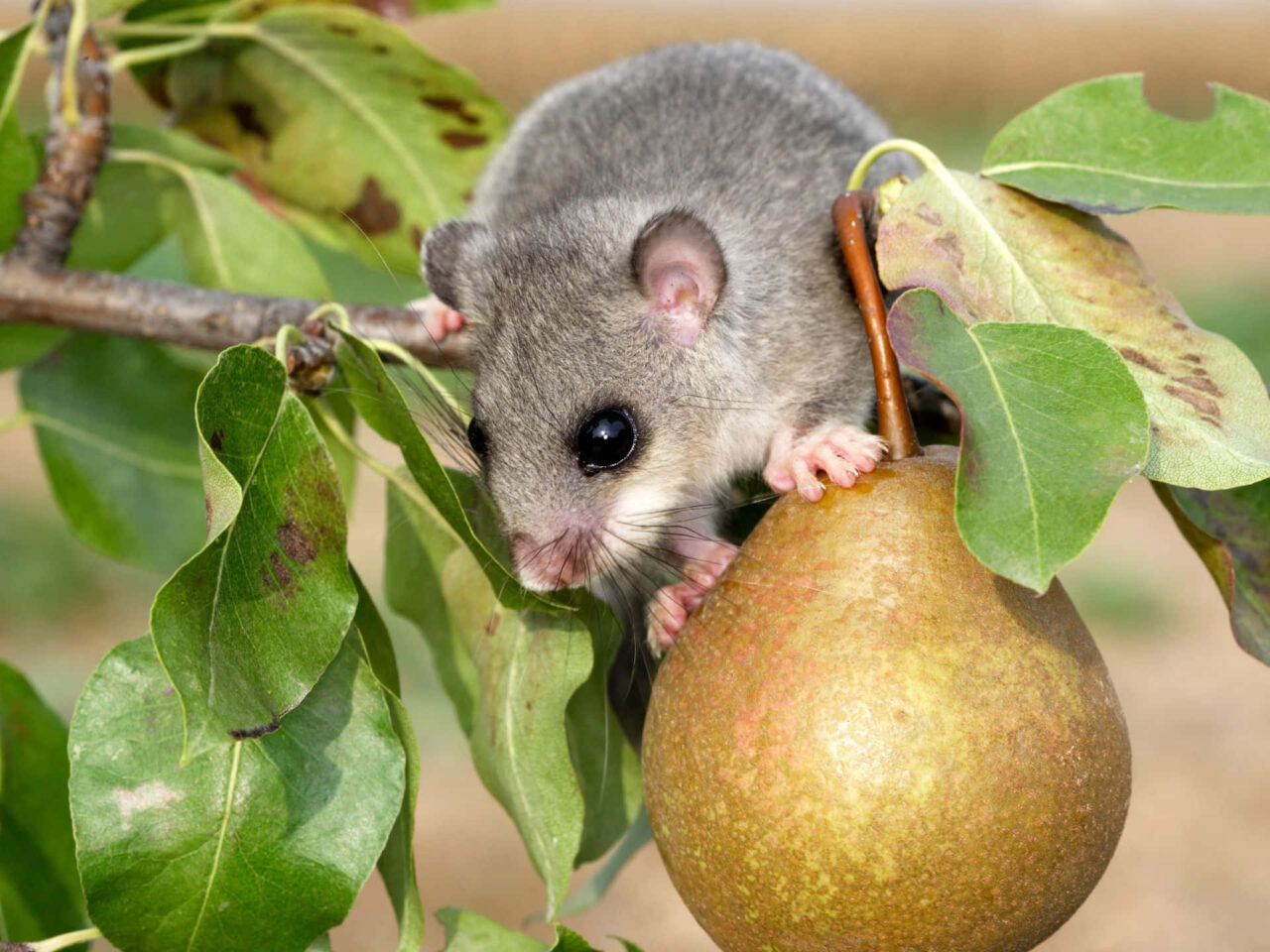 42+ Dormouse Wallpapers | Backgrounds (HD+) - Vulplex.com