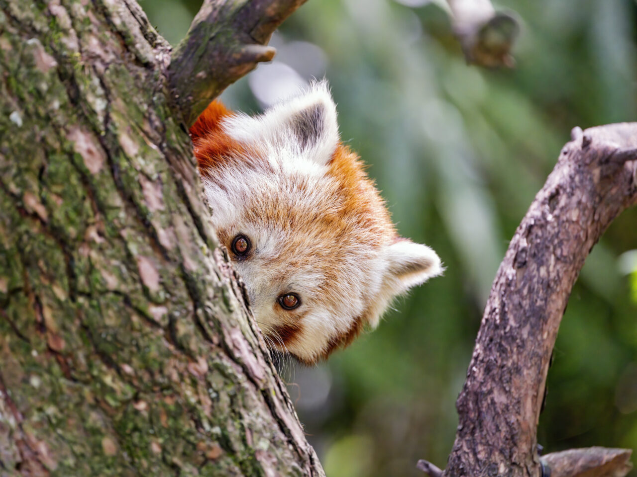 Curious Red Panda Among Trees Wallpaper | Background FREE Download ...