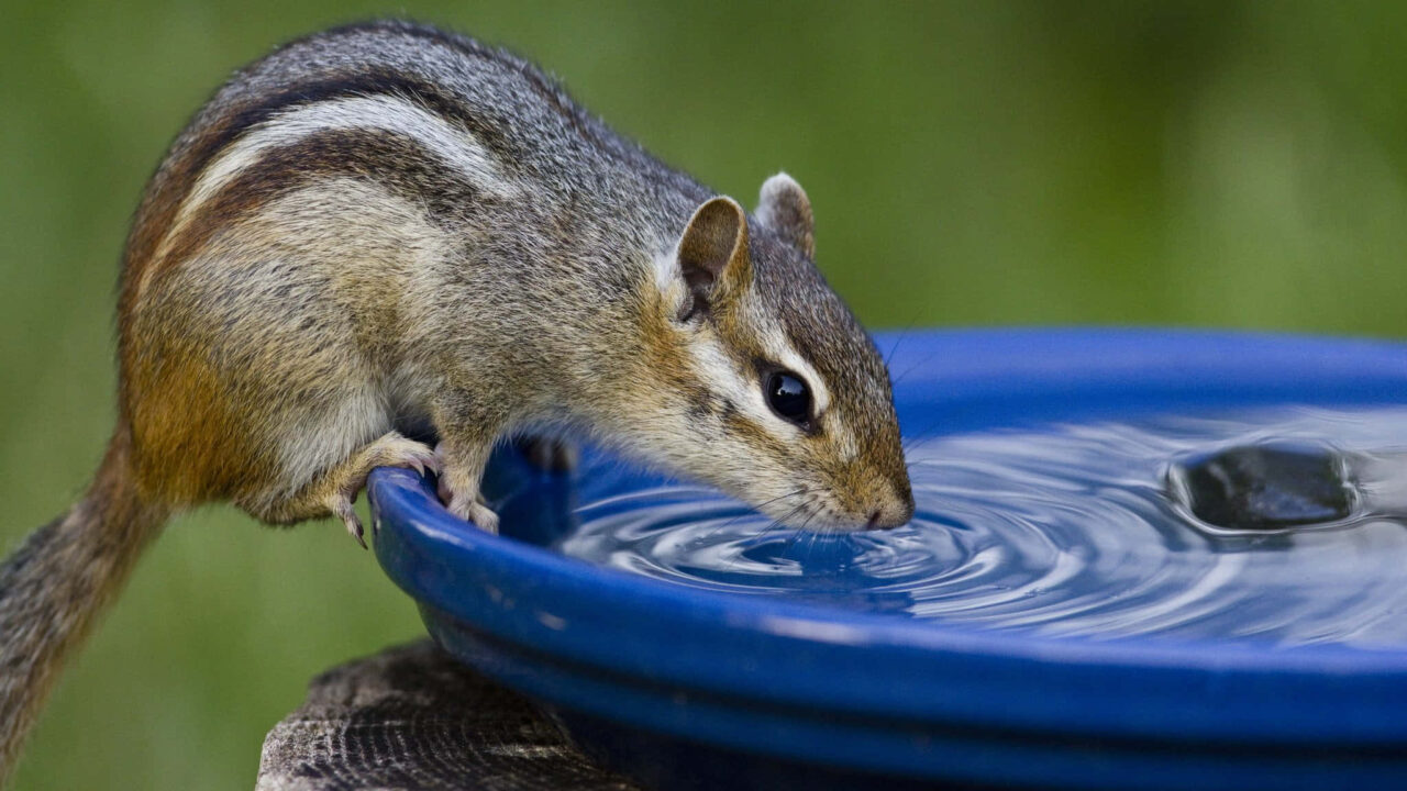 Charming Chipmunk by Birdbath Wallpaper | Background FREE Download ...