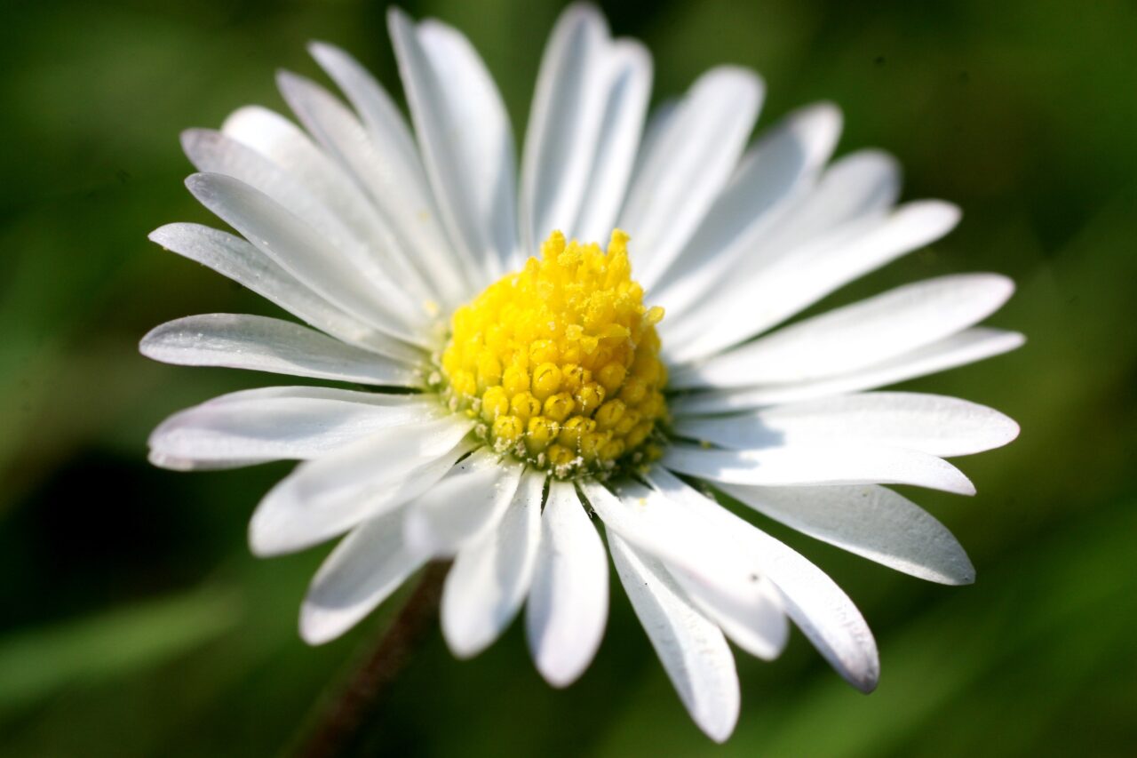 Delicate Daisy Blooming in Green Wallpaper | Background FREE Download ...