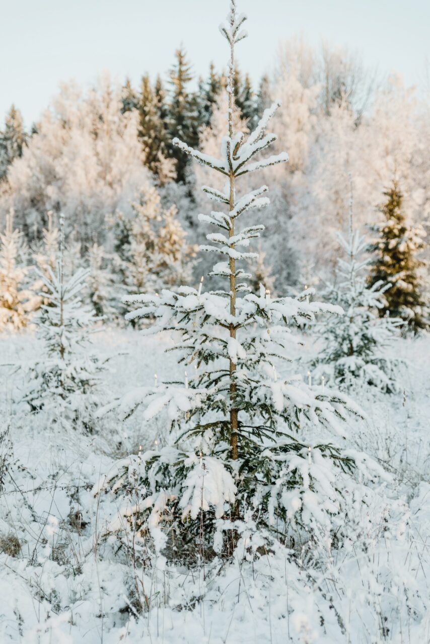 Snow-Covered Fir Tree in Winter Landscape Wallpaper | Background FREE ...