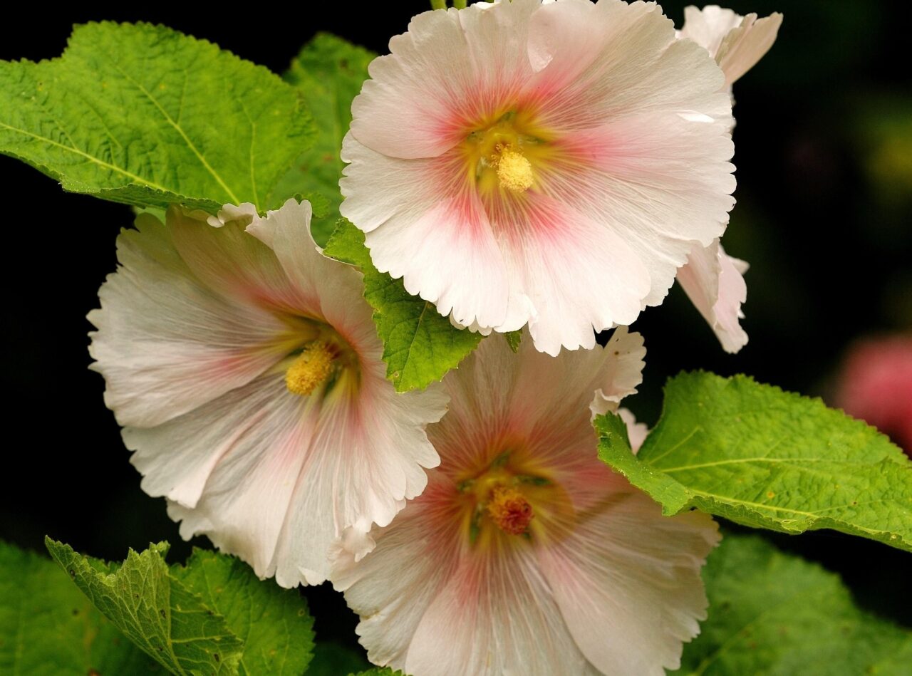 Delicate Mallow Flowers Close-Up Wallpaper | Background FREE Download ...