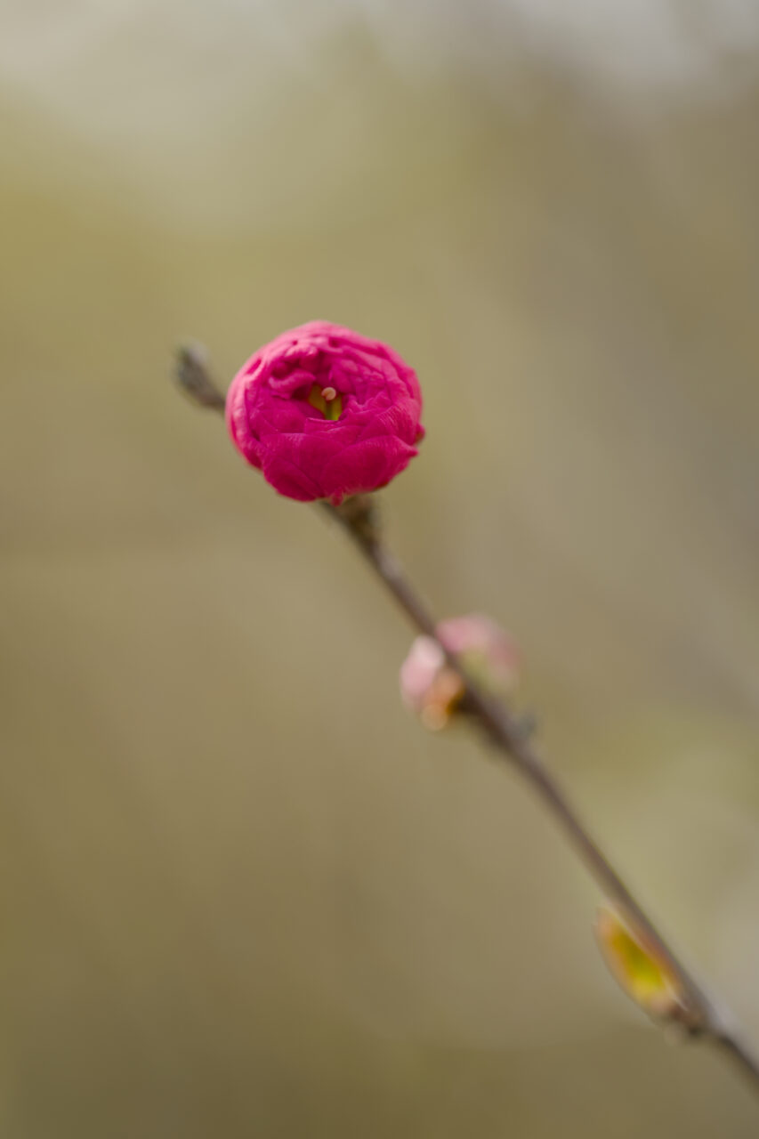 Serene Pink Flower Bud Wallpaper | Background FREE Download - Vulplex.com