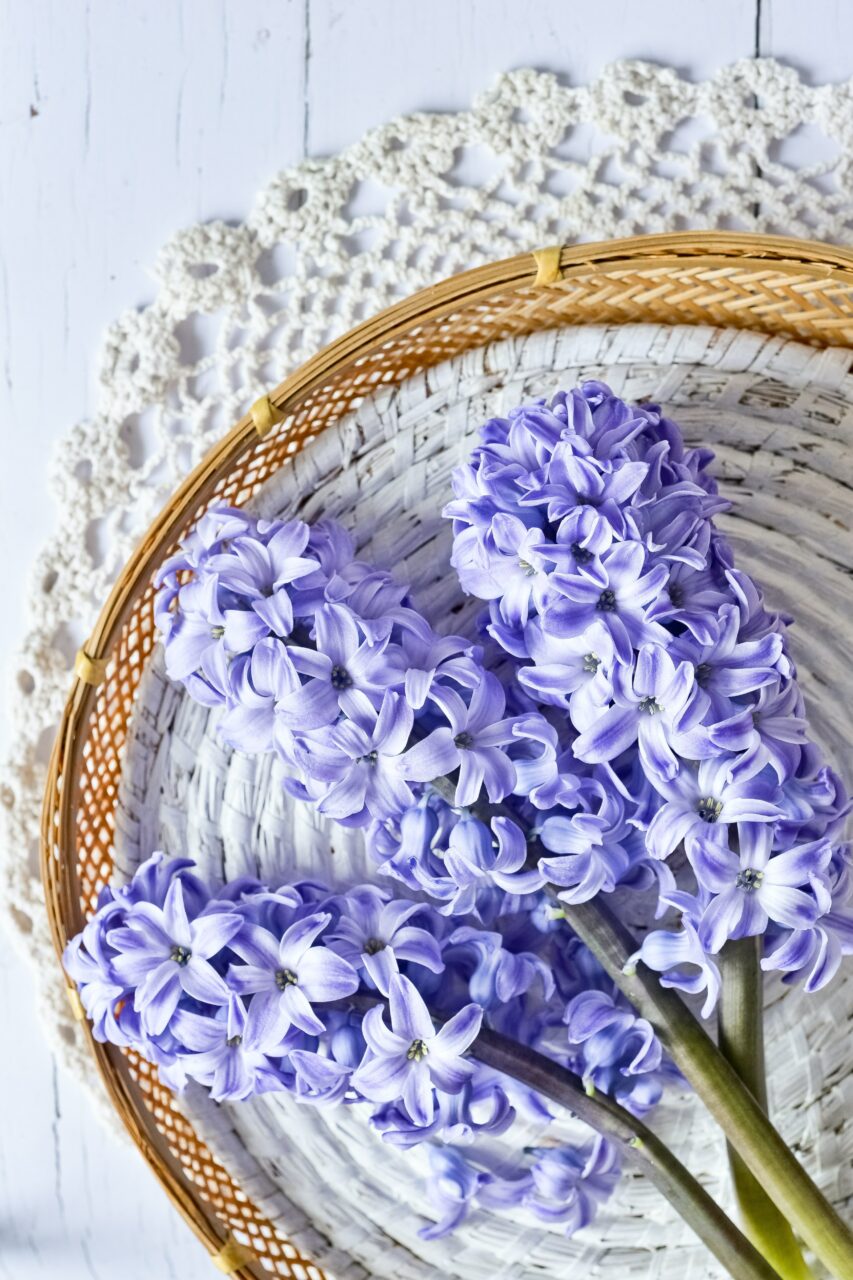 Purple Hyacinth Bouquet Rustic Wallpaper | Background FREE Download ...