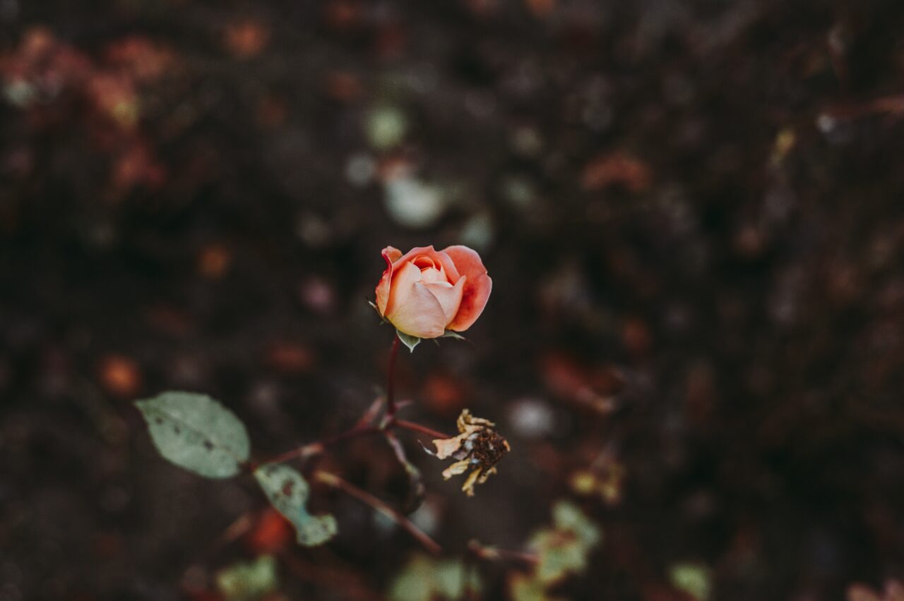 Serene Rose Bud Beauty Wallpaper | Background FREE Download - Vulplex.com