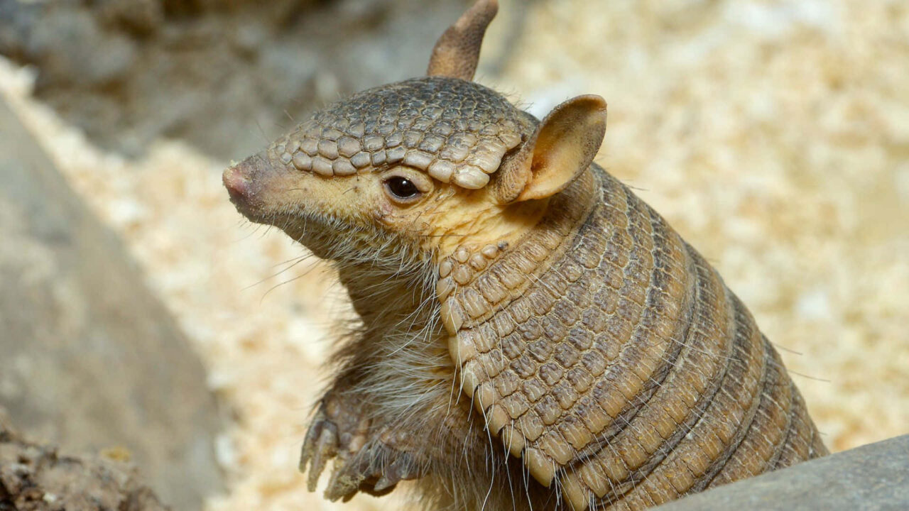 Close-Up Armadillo Portrait Highlighting Armor Wallpaper | Background ...