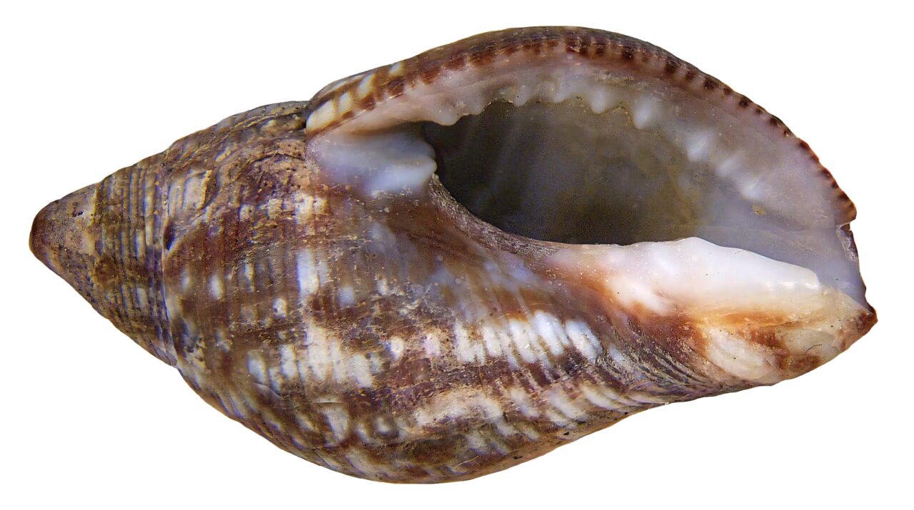 Detailed Buccinidae Whelk Shell Close-Up Nature Wallpaper | Background ...