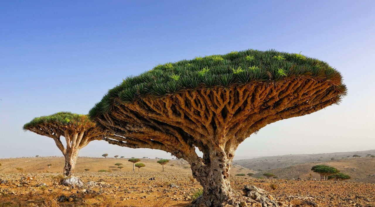 Majestic Dragon Blood Trees Desert Landscape Wallpaper | Background ...