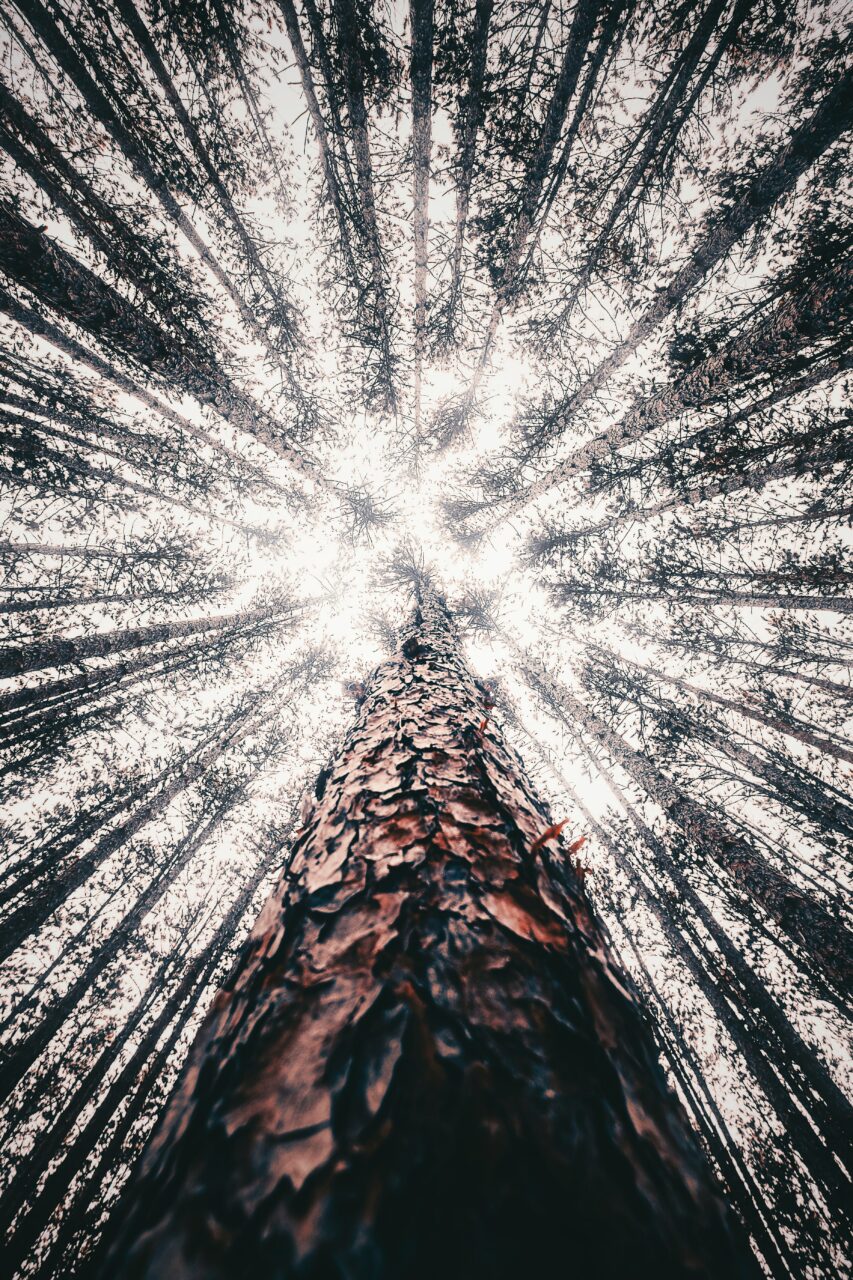 Dramatic Towering Tree Trunk Forest Canopy Wallpaper | Background FREE ...