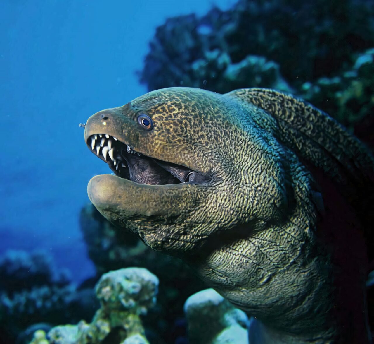 Dramatic Moray Eel Close-Up Blue Ocean Wallpaper | Background FREE ...