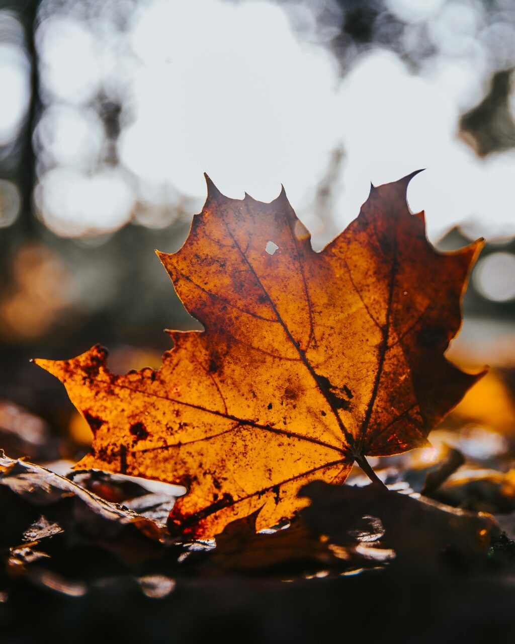 Detailed Brown Maple Leaf in Warm Autumn Light Wallpaper | Background ...