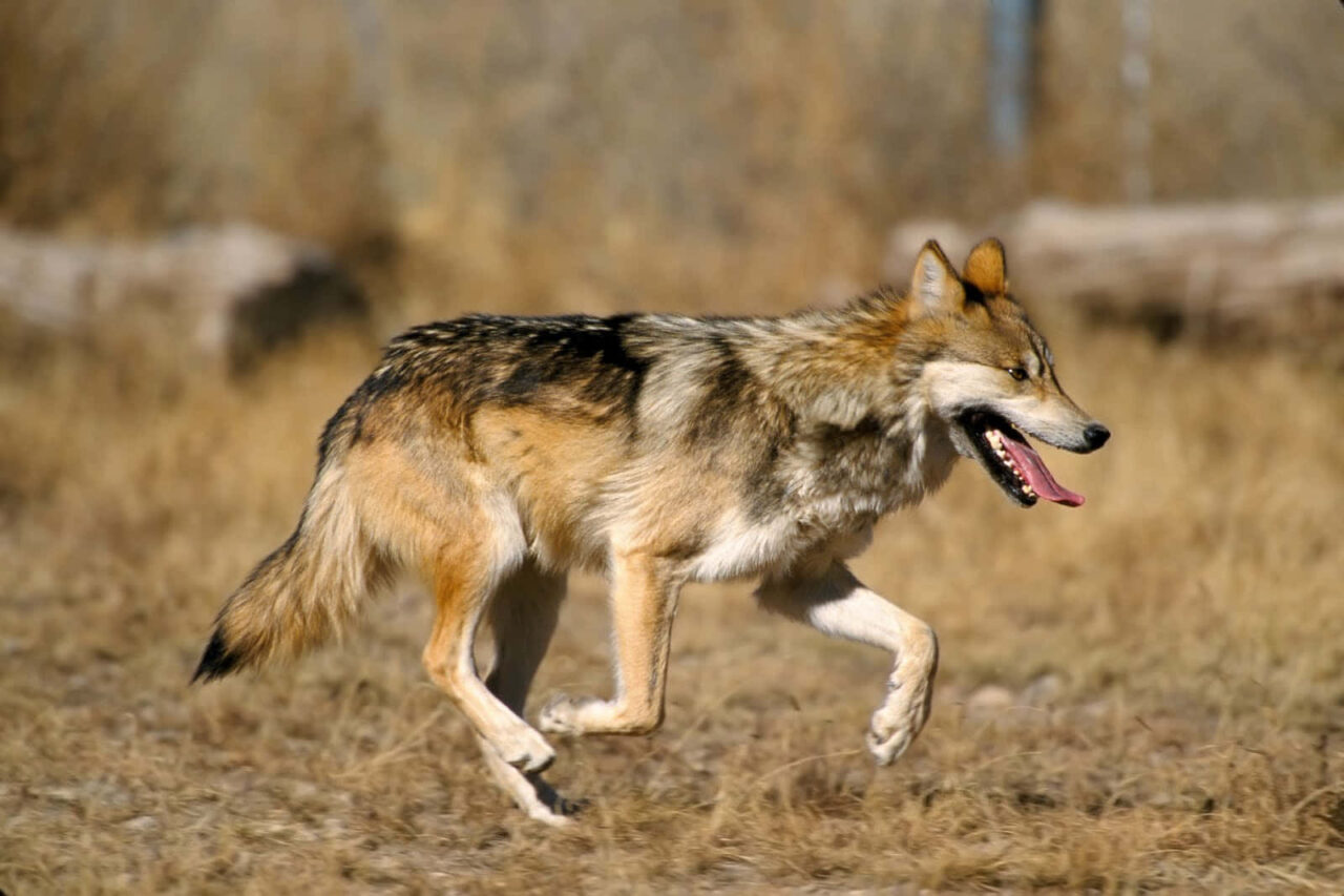 Wild Mexican Wolf in Natural Setting Wallpaper | Background FREE ...