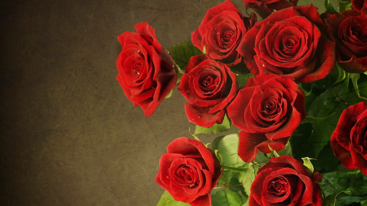 Elegant Red Roses on Brown Wallpaper | Background FREE Download ...