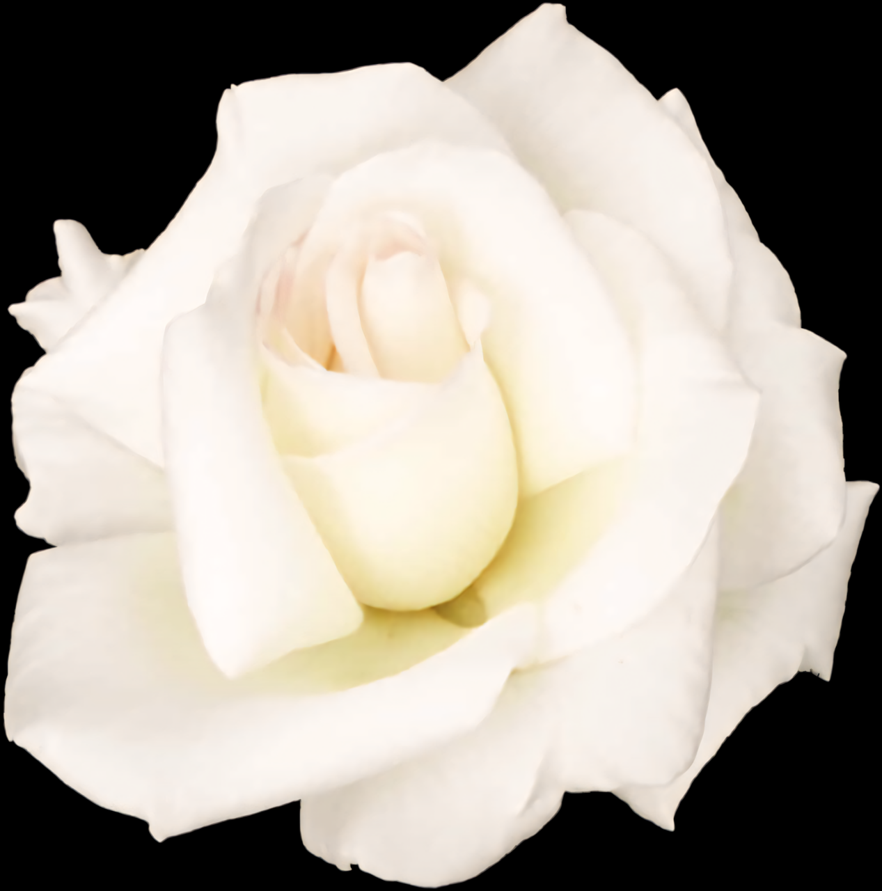 Elegant White Rose Contrast Wallpaper | Background FREE Download ...
