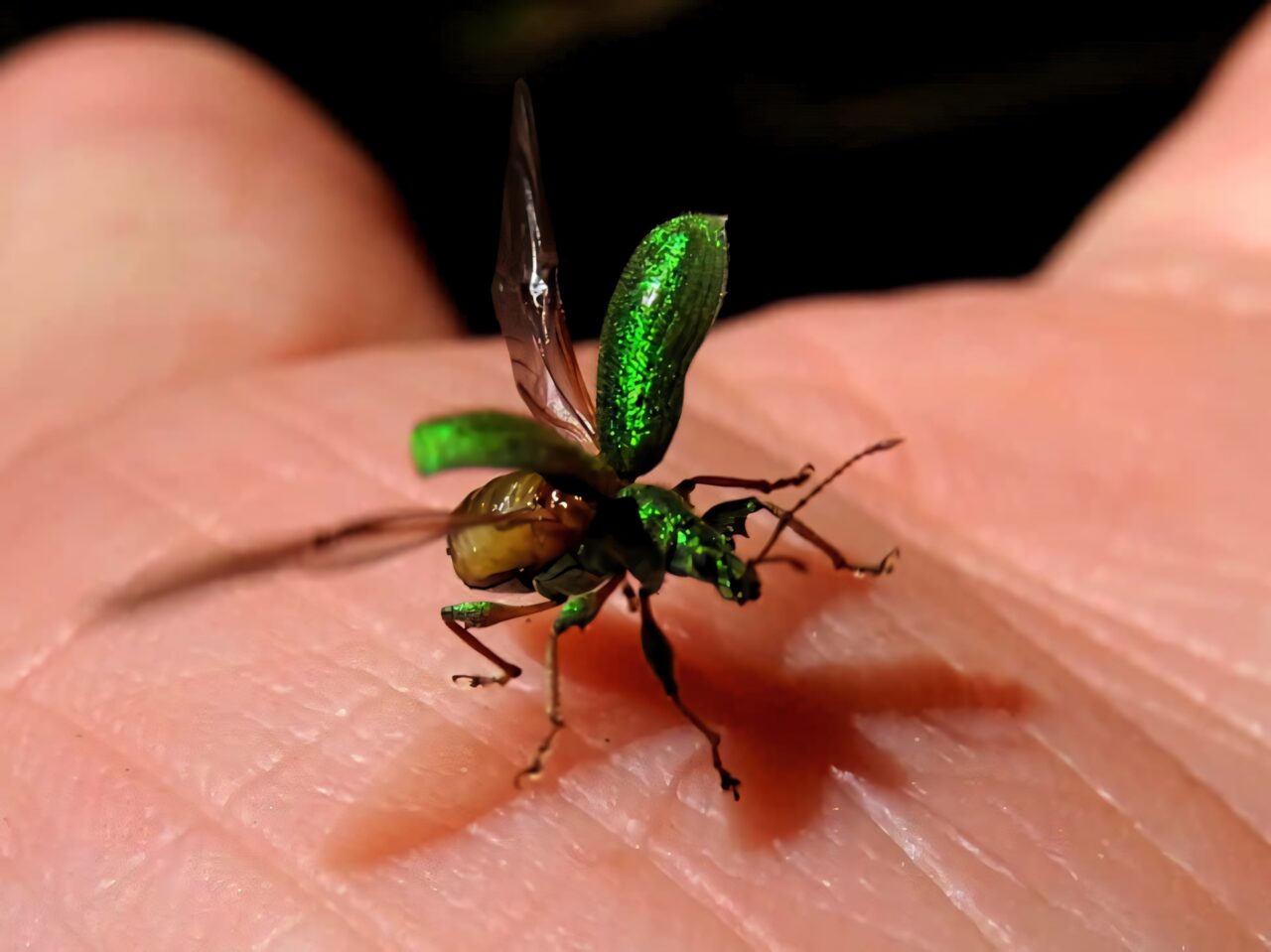 Emerald Beetle Showing Shimmering Wings on Hand Wallpaper | Background ...