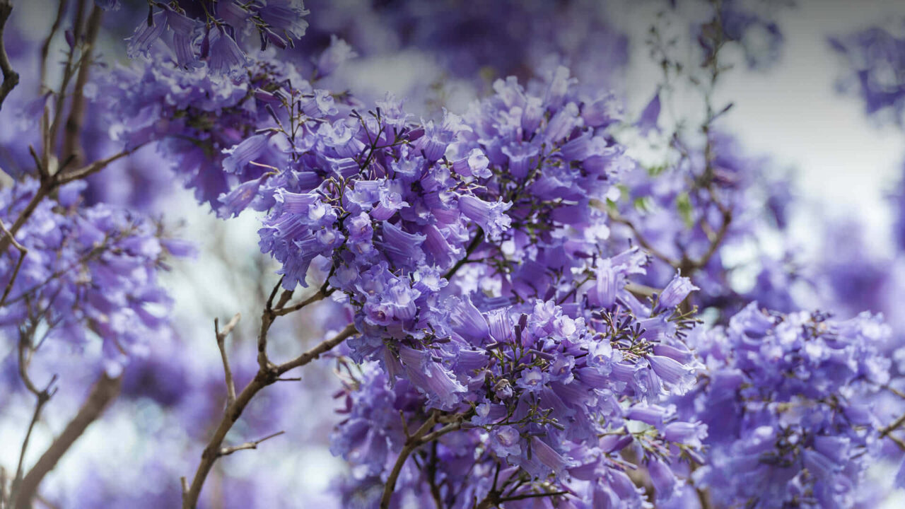 Enchanting Purple Flower Tree Wallpaper | Background FREE Download ...