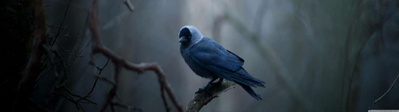 Mystical Blue Bird Perched on Branch Wallpaper | Background FREE ...