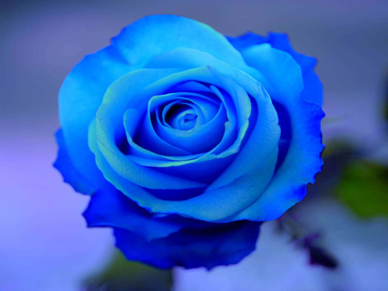 Enchanting Neon Blue Rose Wallpaper | Background FREE Download ...