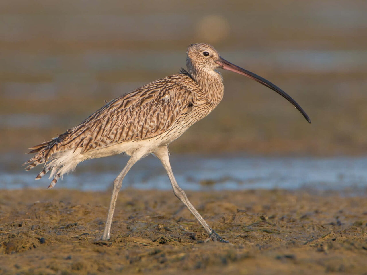 Eurasian Curlew Wading in Marsh Realistic Nature Wallpaper | Background ...