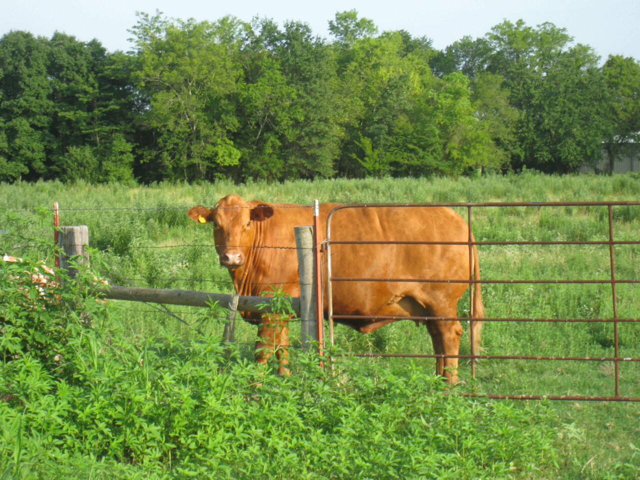 Tranquil Texas Farm Landscape Wallpaper | Background FREE Download ...