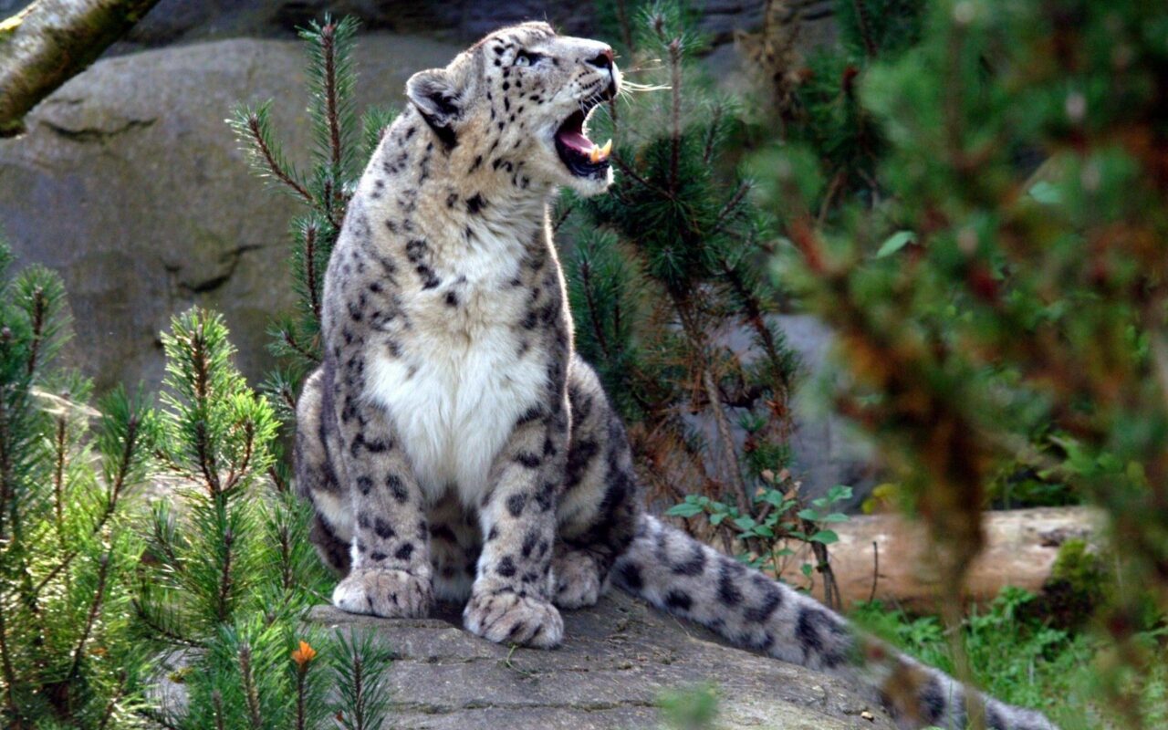 Majestic Snow Leopard Power Wallpaper | Background FREE Download ...