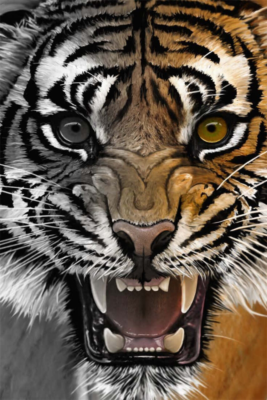 Fierce Tiger Face Close Up Wallpaper | Background FREE Download ...