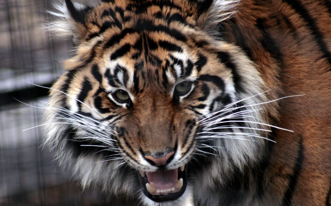 Fierce Tiger Eyes Powerful Predator Wallpaper | Background FREE ...