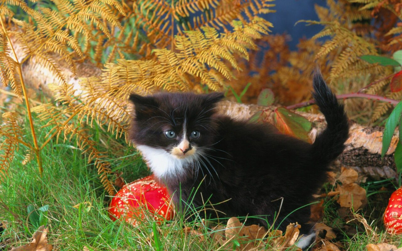 Autumn Adventure of a Playful Kitten Wallpaper | Background FREE ...