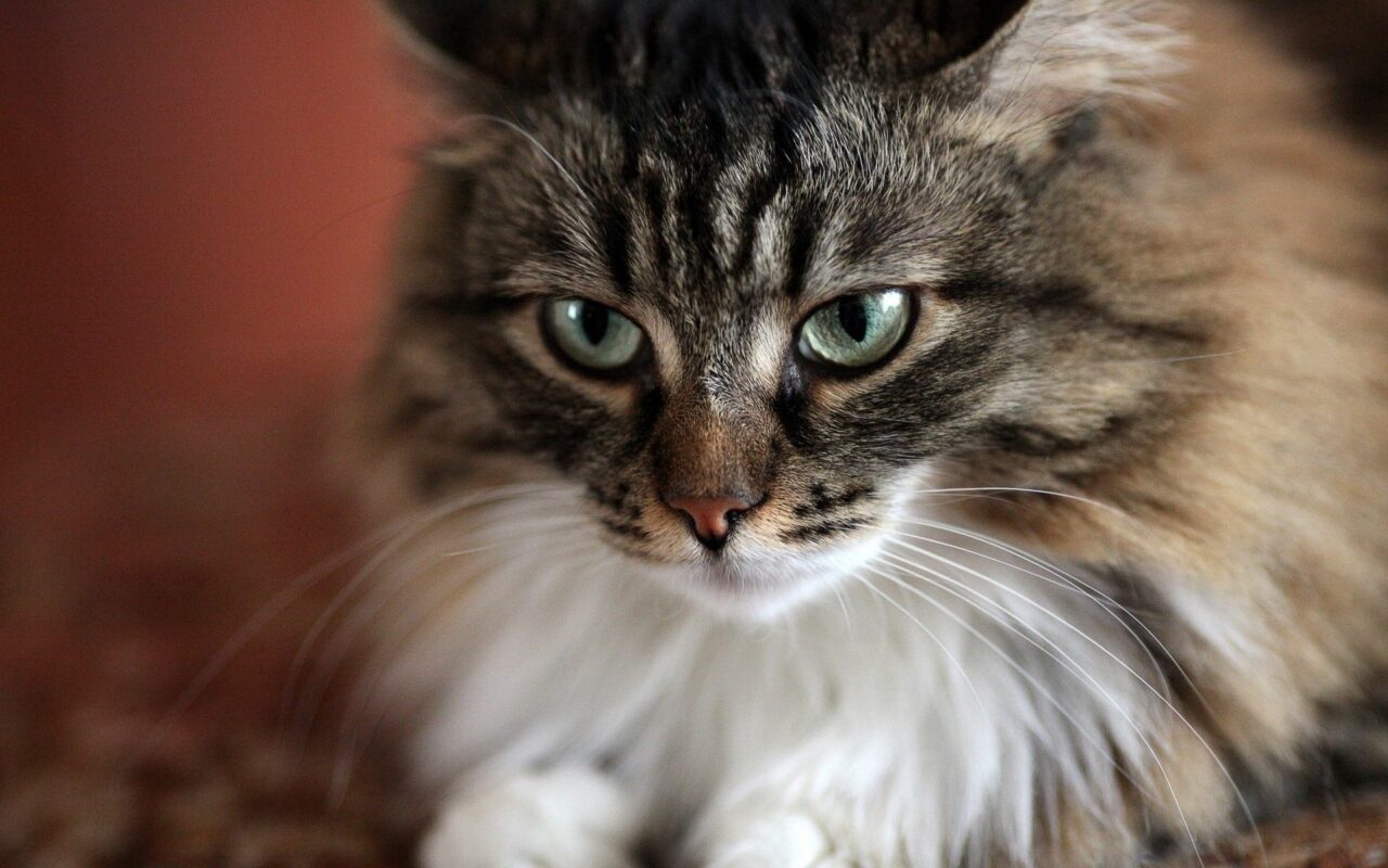 Fluffy Cat Serenity Wallpaper | Background FREE Download - Vulplex.com