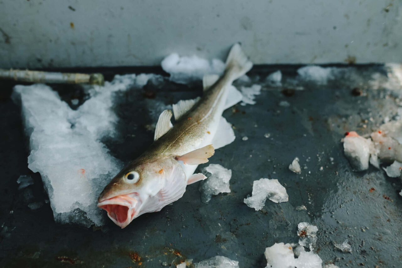 Fresh Arctic Cod on Ice in Northern Waters Wallpaper | Background FREE ...