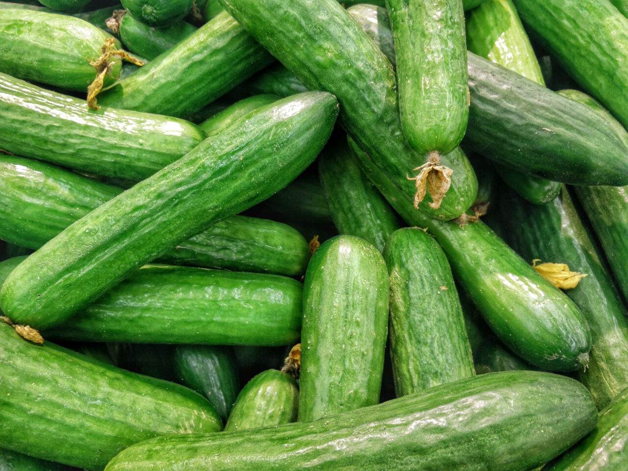 Fresh Green Cucumbers Close-Up Natural Texture Wallpaper | Background ...