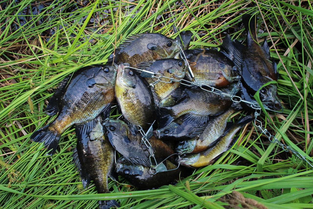 Fresh Glistening Bream on Grass Nature Wallpaper | Background FREE ...