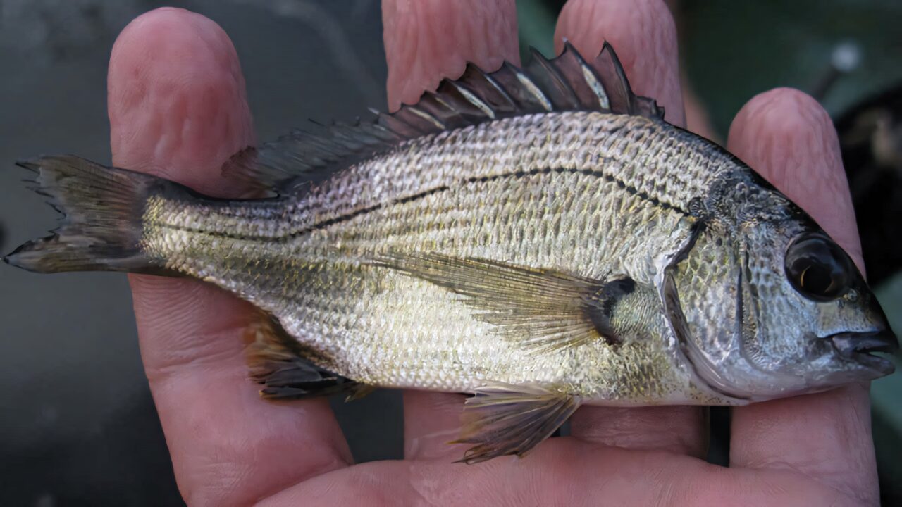 Freshwater Bream in Hand High-Res Nature Wallpaper | Background FREE ...