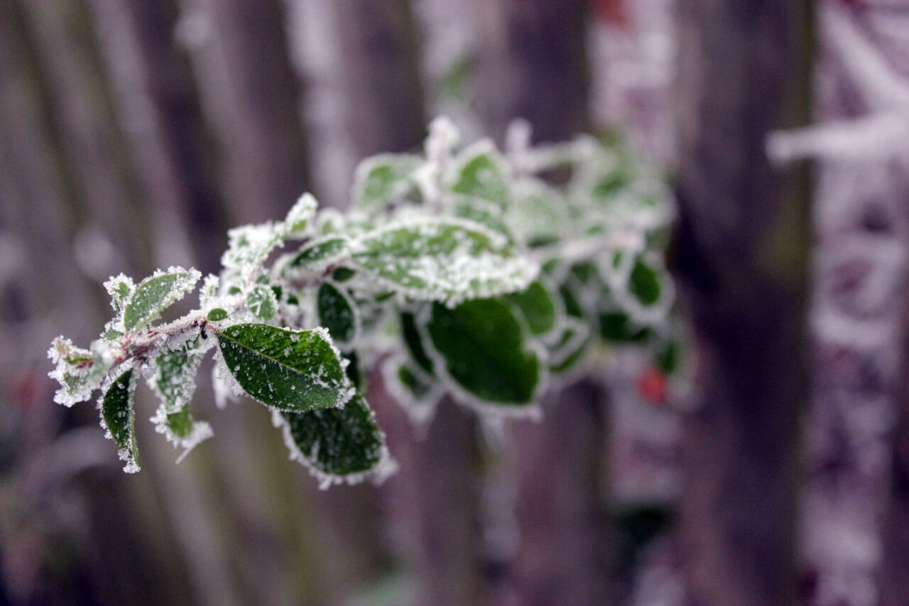 Frosted Branch with Green Leaves Close-Up Wallpaper | Background FREE ...