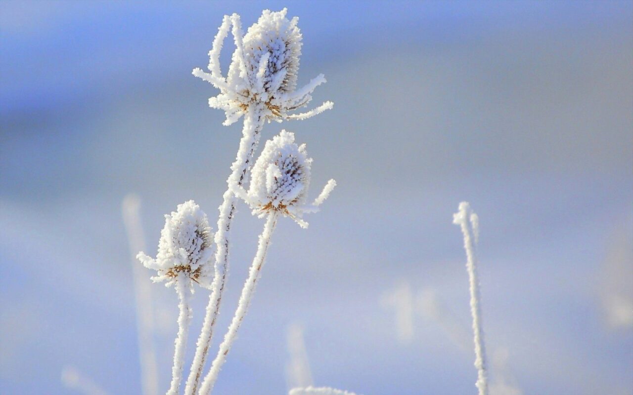 Frosted Flowers Embrace the Winter Chill Wallpaper | Background FREE ...
