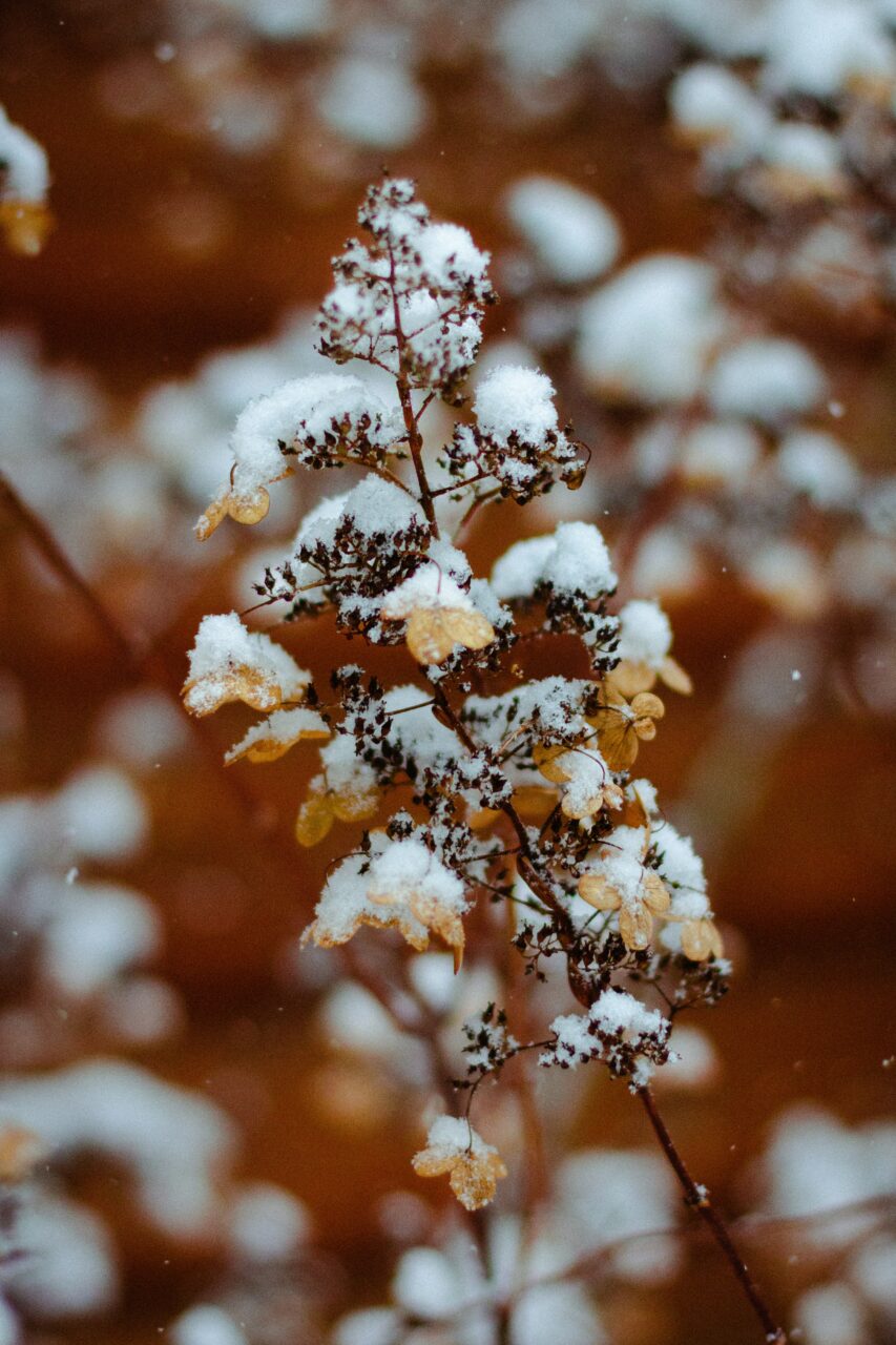 Frosted Delicacy on Snow-Covered Branch Wallpaper | Background FREE ...